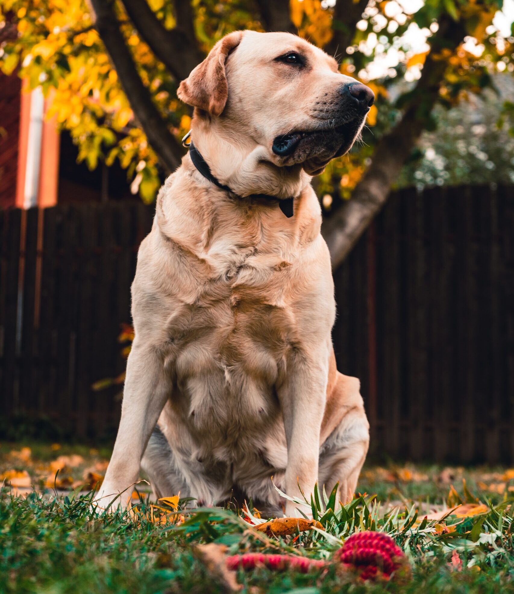 Conoce las razas de perros grandes más famosas - Mascotas365