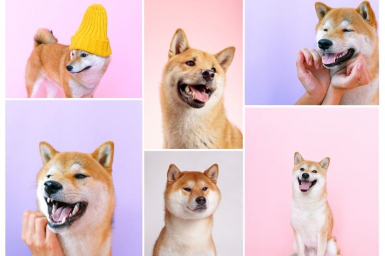 Conoce las emociones que tu perro experimenta - Mascotas365