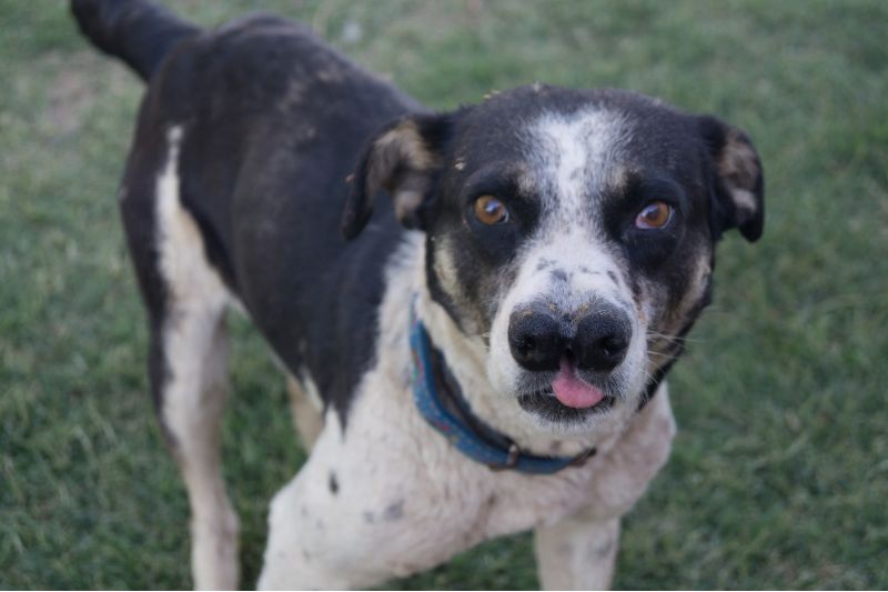 Razas de perros latinoamericanos: Sudámerica - Mascotas365