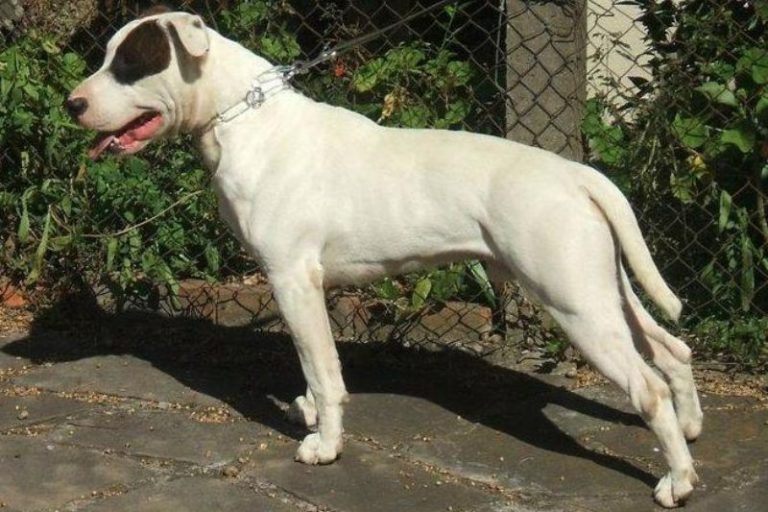 Razas de perros latinoamericanos: Brasil - Mascotas365