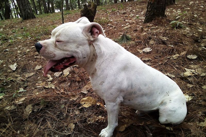 Razas de perros de Centroamérica y el Caribe - Mascotas365