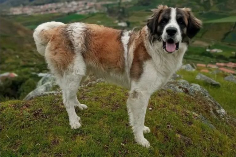 Razas de perros de Centroamérica y el Caribe - Mascotas365