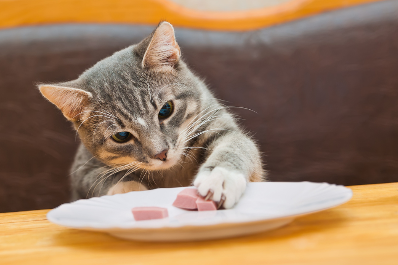 ¿Cómo preparar comida natural para gatos? - Mascotas365