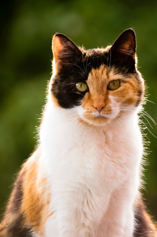 Los gatos tricolores: El gato Carey y el gato Calicó - Mascotas365