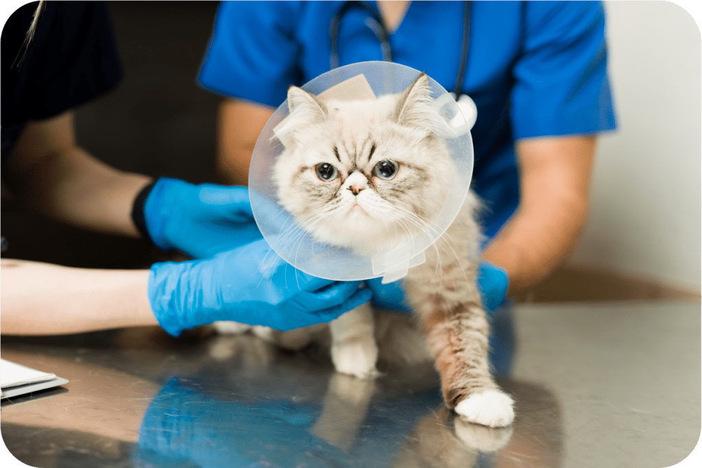 ¿Qué son el REM y el RER en las mascotas? - Mascotas365